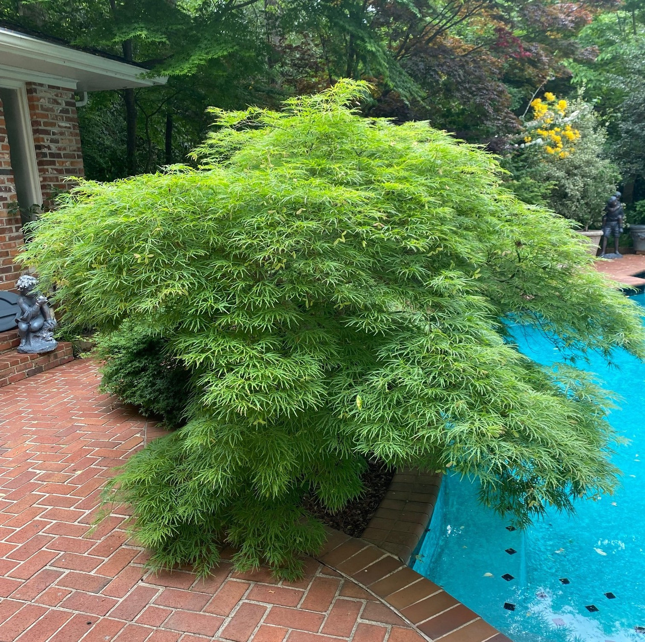 Japanese maple WATERFALL 30-36'' tall - Cofer's Home & Garden