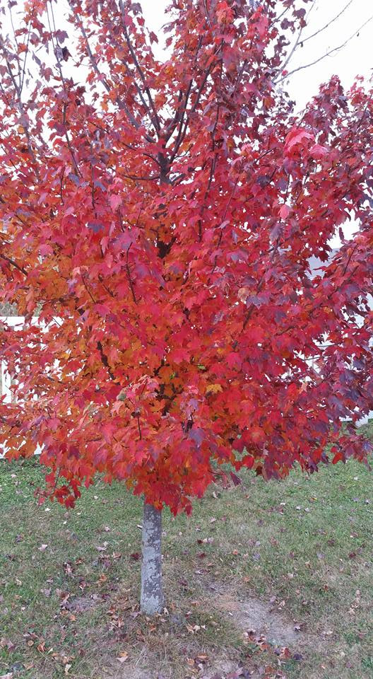 Maple 'Burgundy Belle' #5 - Cofer's Home & Garden