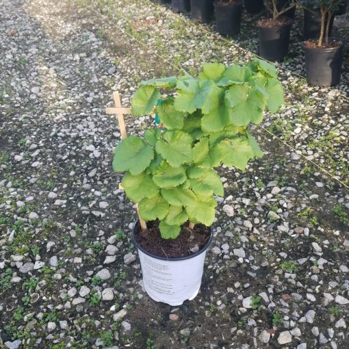 Grape Pixie Pinot Meunier Purple 1 Gallon - Cofer's Home & Garden