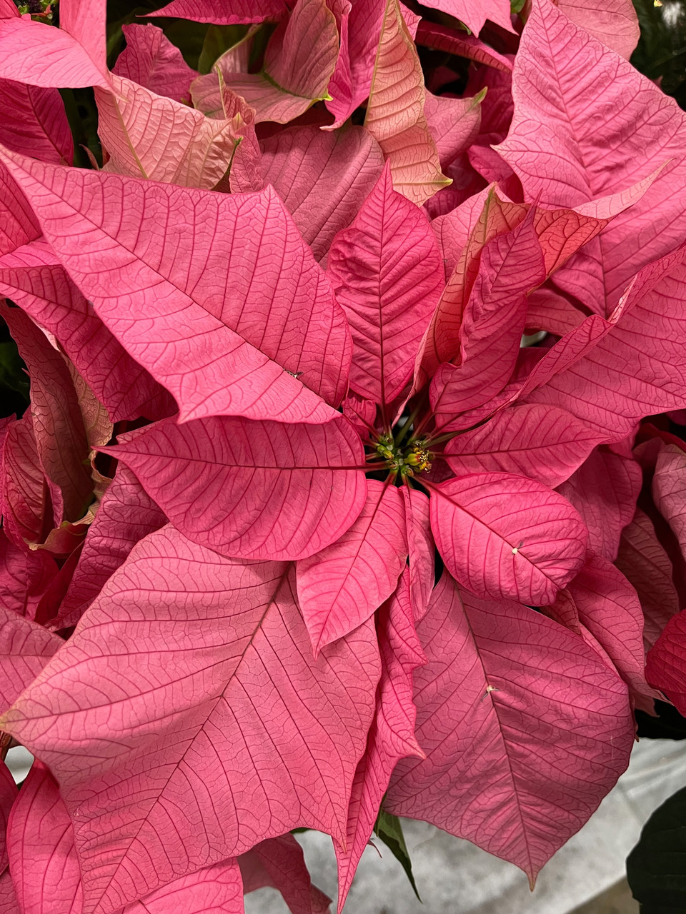 POINSETTIA 8 INCH - PINK - Cofer's Home & Garden