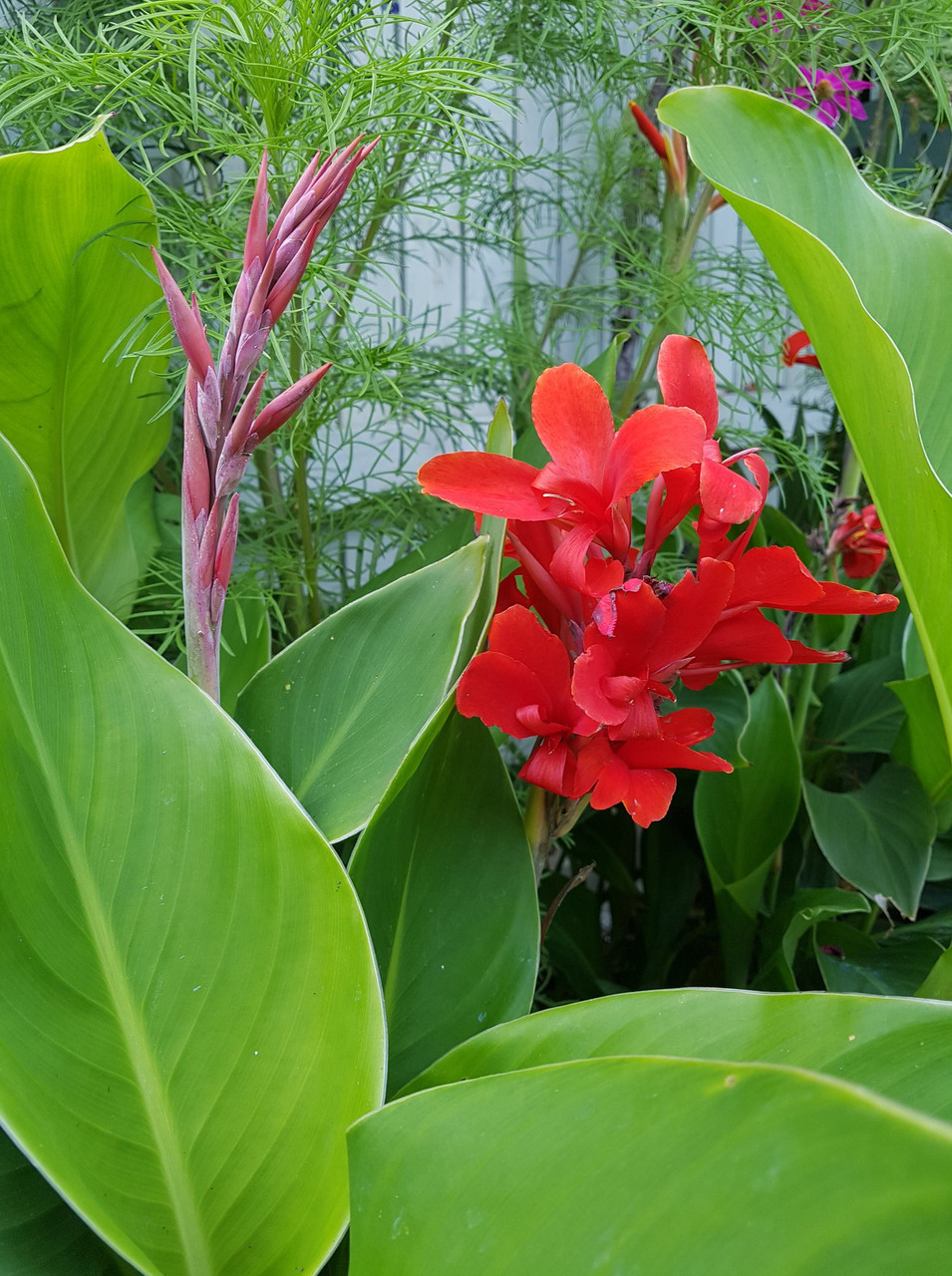 POND PLANT CANNA HAPPPY CARMEN - Cofer's Home & Garden