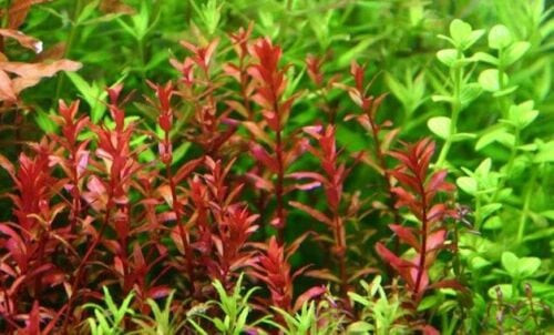 RED ROTALA POND PLANT - Cofer's Home & Garden
