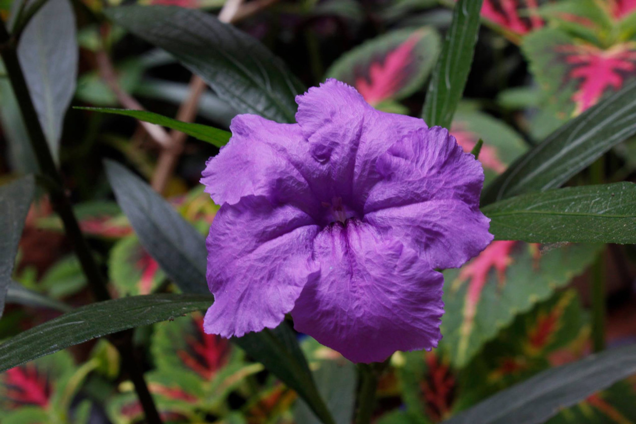 RUELLA BRITTONIANA POND PLANT - Cofer's Home & Garden