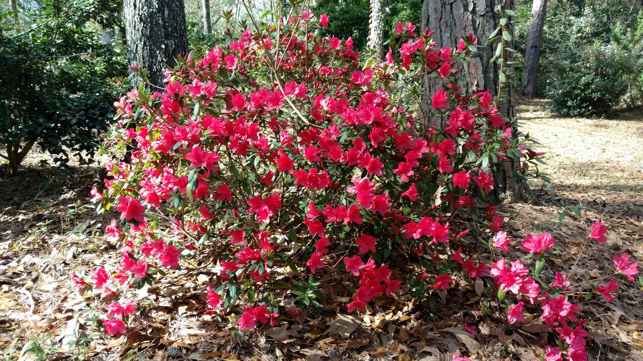 Azalea 'President Clay' #1 - Cofer's Home & Garden