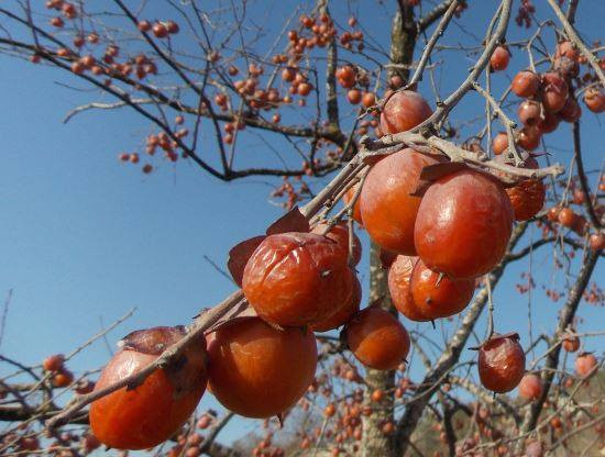 Persimmon Native American #3 - Cofer's Home & Garden