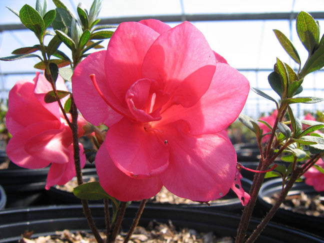 Azalea 'Christina' #3 - Cofer's Home & Garden