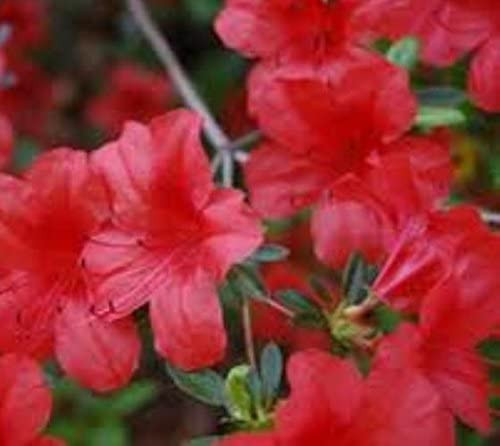 Azalea 'Red Formosa' #3 - Cofer's Home & Garden