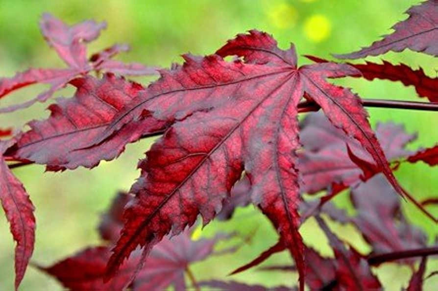 Japanese Maple 'Purple Ghost' 7-8' tall - Cofer's Home & Garden