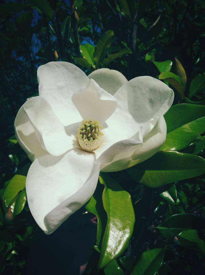 Magnolia 'Claudia Wannamaker' #7 - Cofer's Home & Garden
