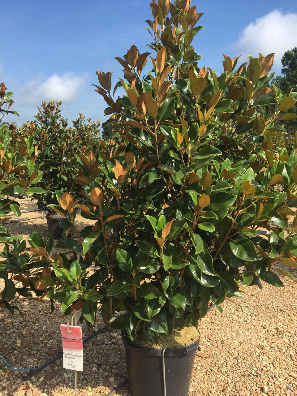 Magnolia 'Claudia Wannamaker' #7 - Cofer's Home & Garden