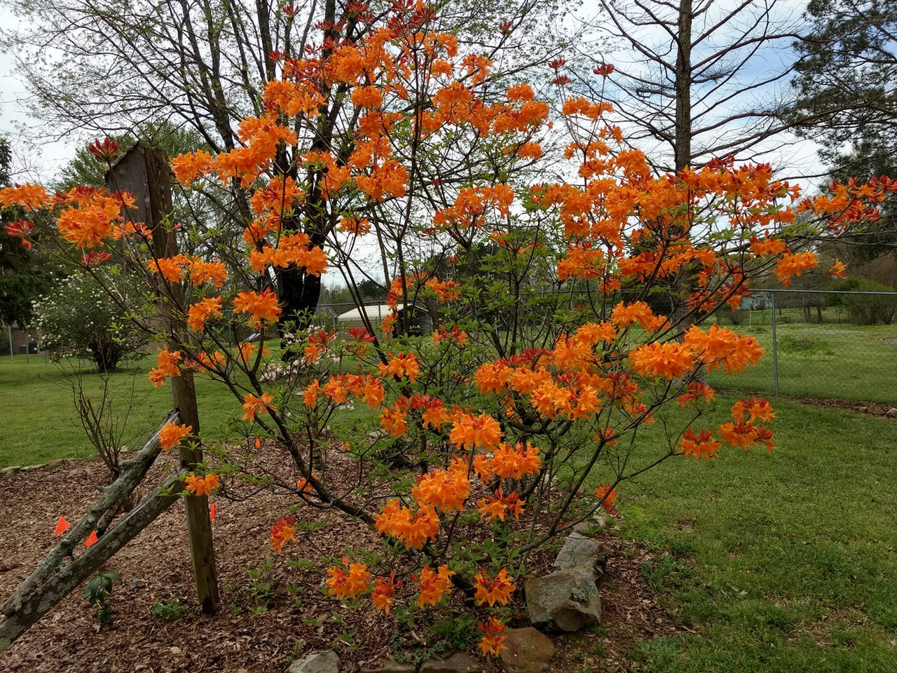 Azalea native 'Stonewall Jackson' #15 - Cofer's Home & Garden
