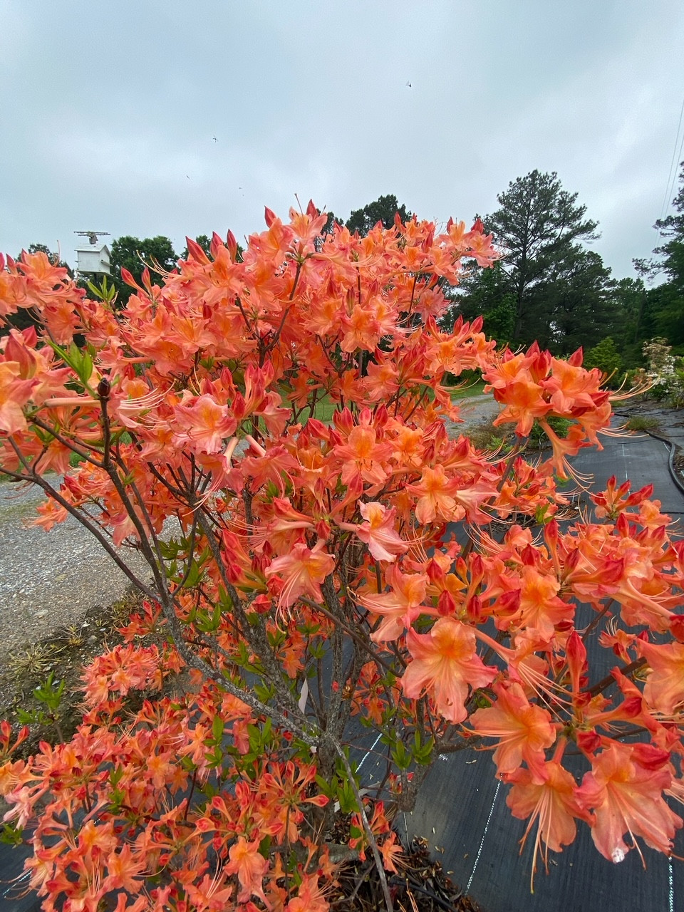 AZALEA NATIVE PAT RYAN #7 - Cofer's Home & Garden