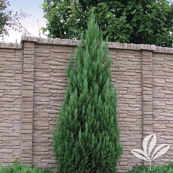 Juniper 'Blue Point' #15 - Cofer's Home & Garden