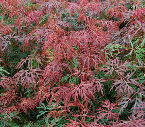 Japanese Maple Orangeola