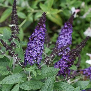 Butterfly Bush Tree Form ' BLACK KNIGHT' #3 - Cofer's Home & Garden