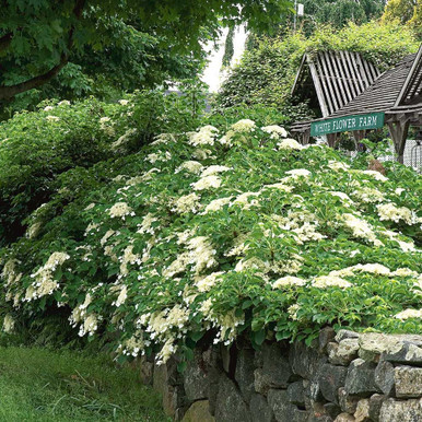 Hydrangea Climbing #1 - Cofer's Home & Garden