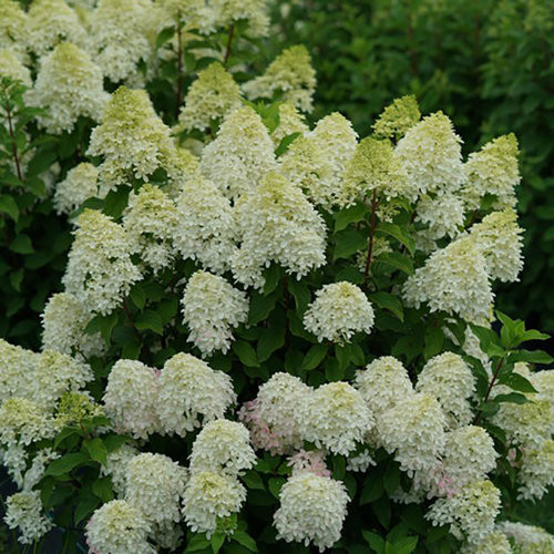 Hydrangea Quick Fire Fab® #3 - Cofer's Home & Garden