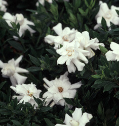 Gardenia Radicans (Dwarf) # 1 - Cofer's Home & Garden