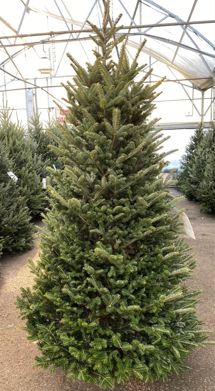 FRASER FIR 10-11 FT - Cofer's Home & Garden