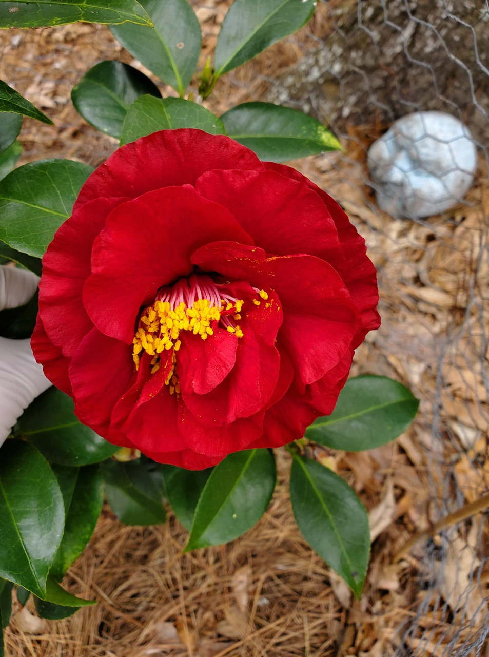 Camellia CANDY APPLE #3 - Cofer's Home & Garden