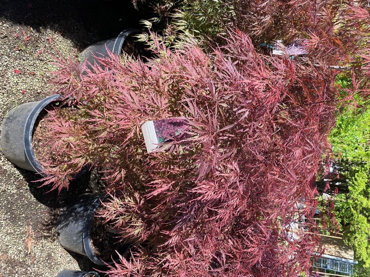 Japanese Maple 'Red Dragon'#1 - Cofer's Home & Garden
