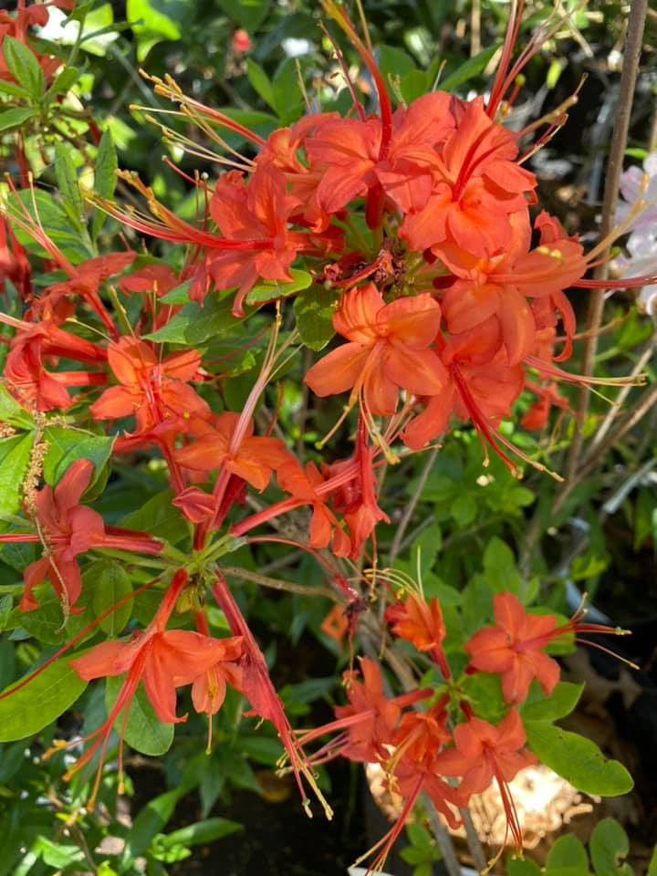Azalea Native GREAT BALLS FIRE 3 Gallon - Cofer's Home & Garden