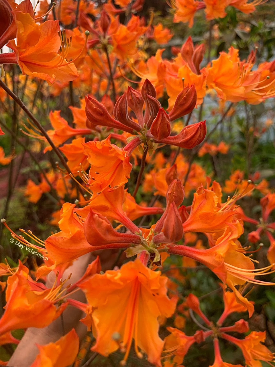 Azalea Native GREAT BALLS FIRE 3 Gallon - Cofer's Home & Garden