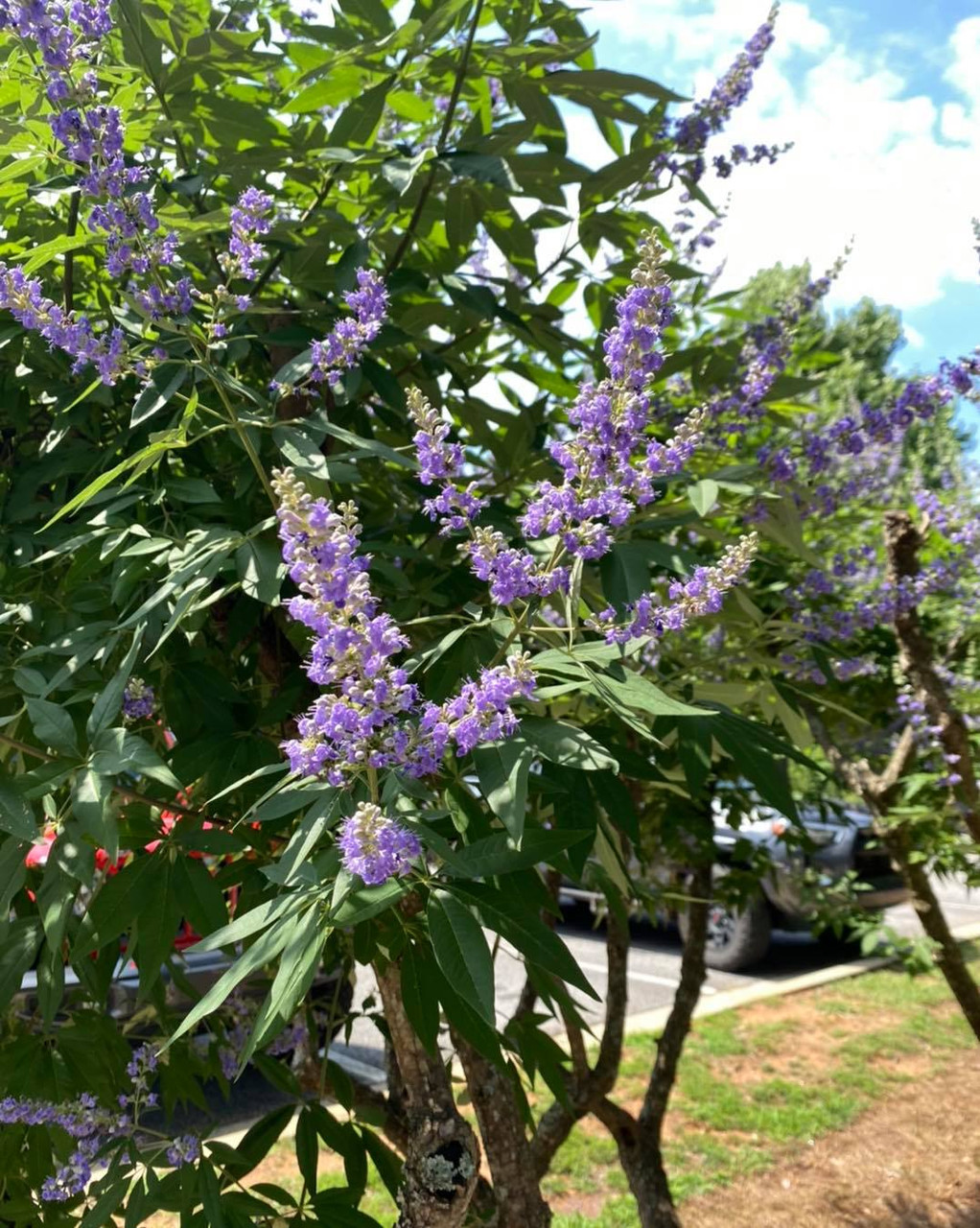 VITEX #7 - Cofer's Home & Garden