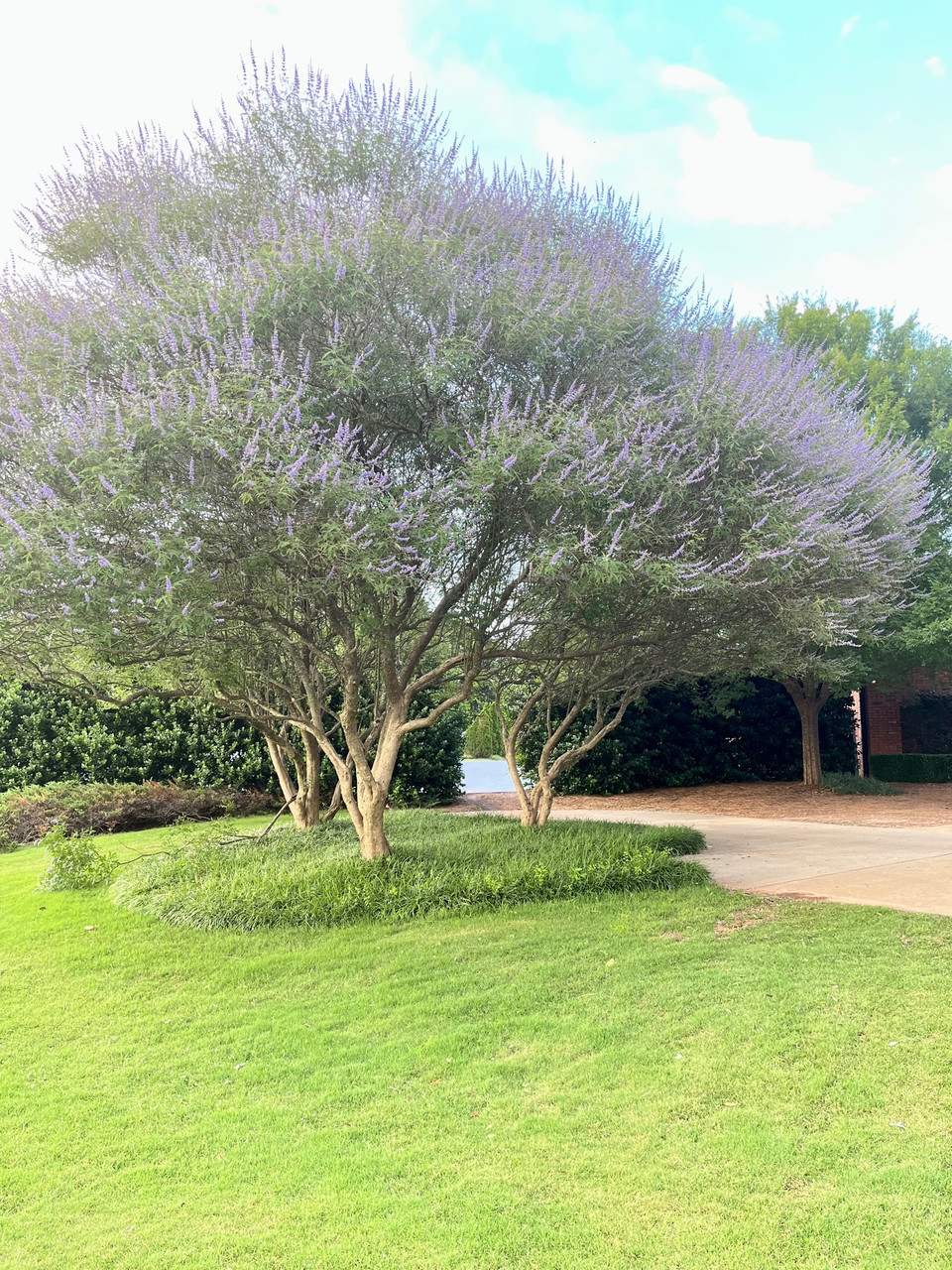 VITEX #15 - Cofer's Home & Garden