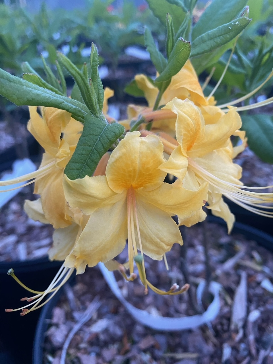 Azalea Native 'Admiral Semmes' 7 Gallon - Cofer's Home & Garden