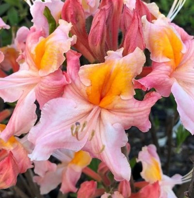 AZALEA NATIVE PINK CAROUSEL #3 - Cofer's Home & Garden