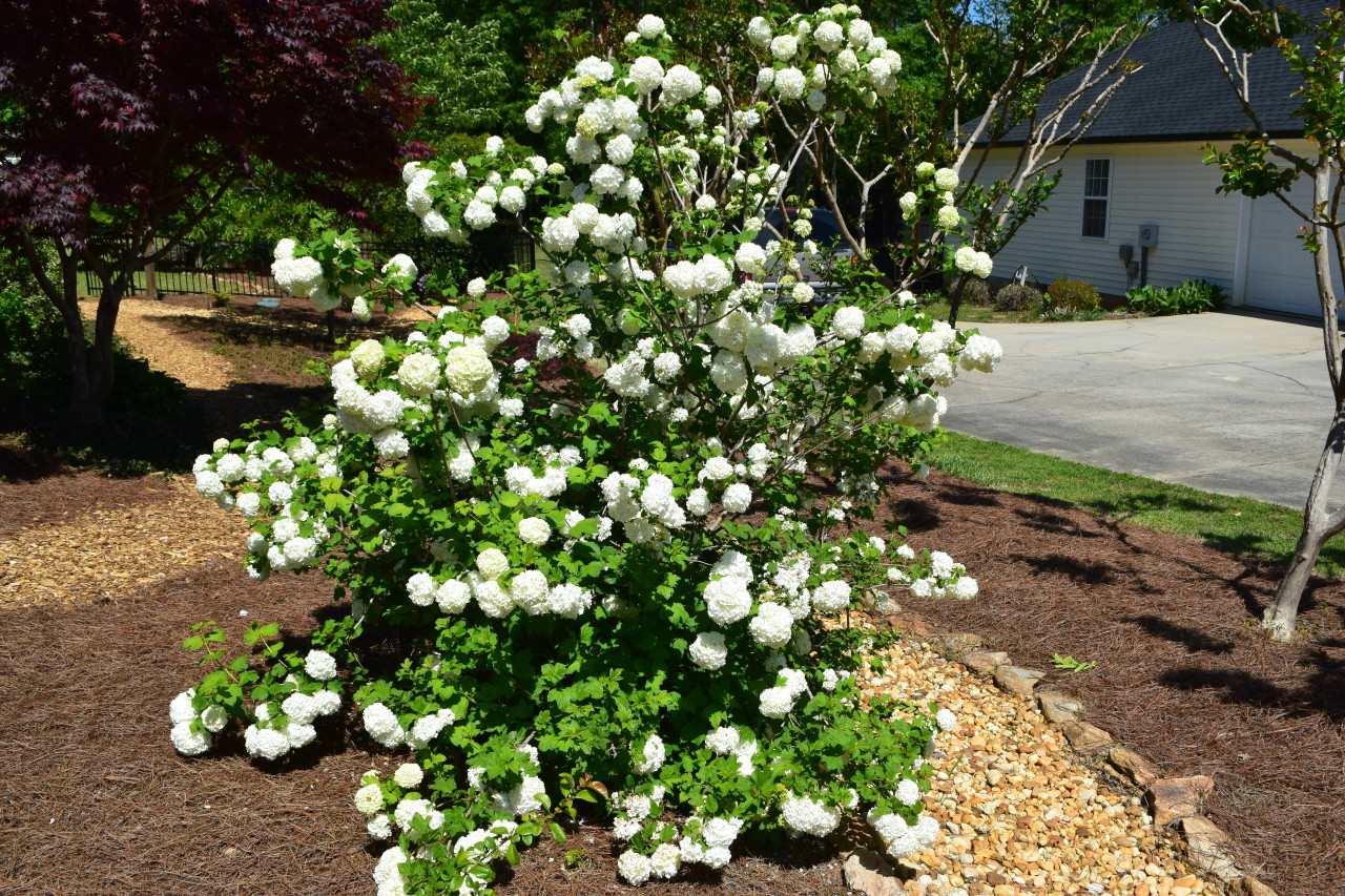 Viburnum Eastern Snowball 1 Gallon - Cofer's Home & Garden