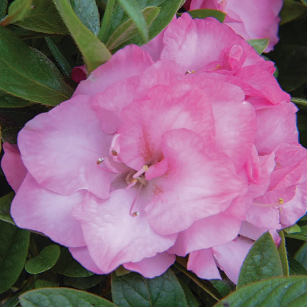 Azalea Ever After™ Blush #3 - Cofer's Home & Garden