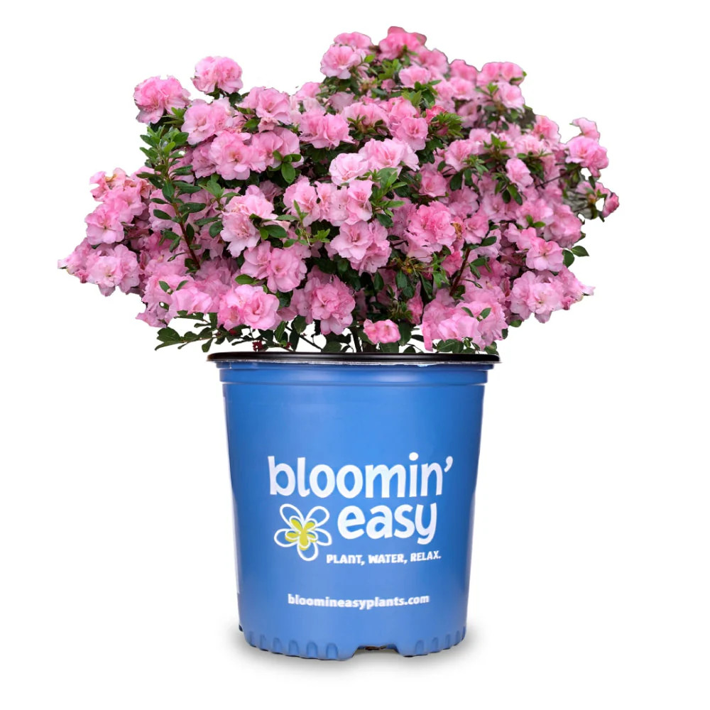Azalea Ever After™ Blush #3 - Cofer's Home & Garden