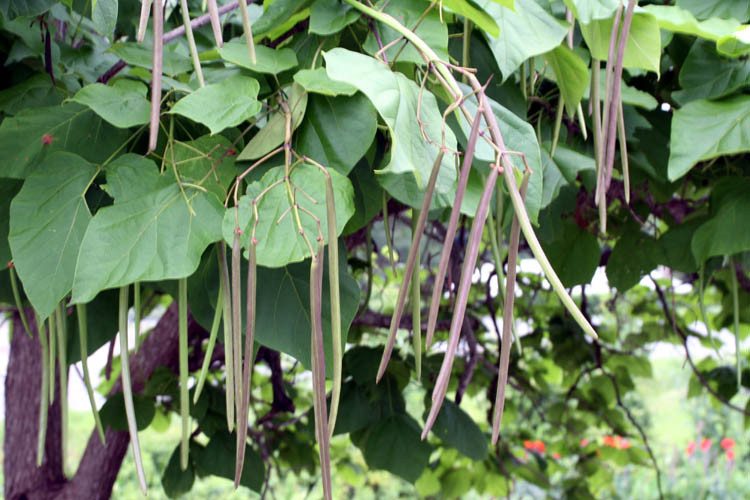 CATALPA tree #5 - Cofer's Home & Garden