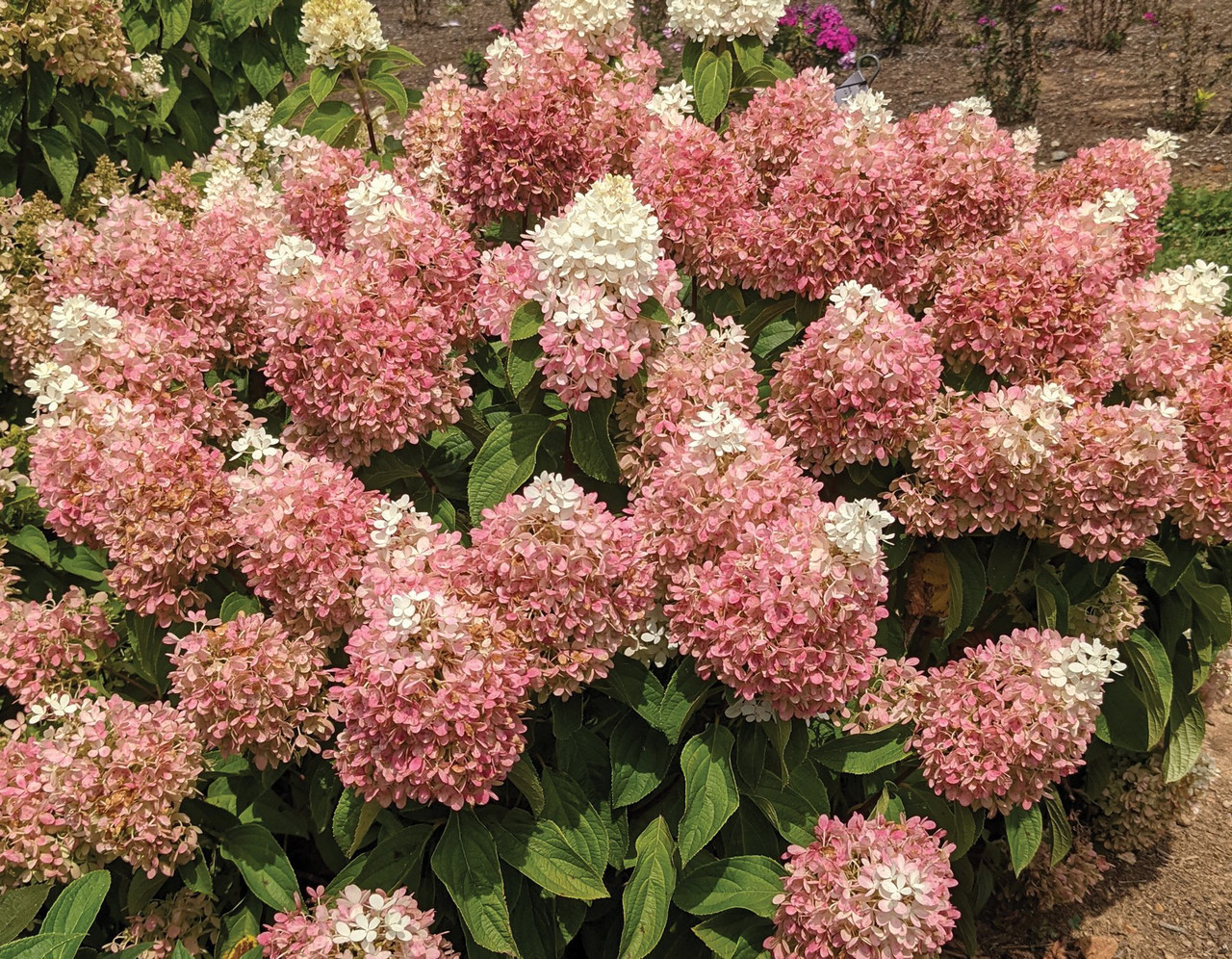 Hydrangea Sweet Starlight™ #3 - Cofer's Home & Garden