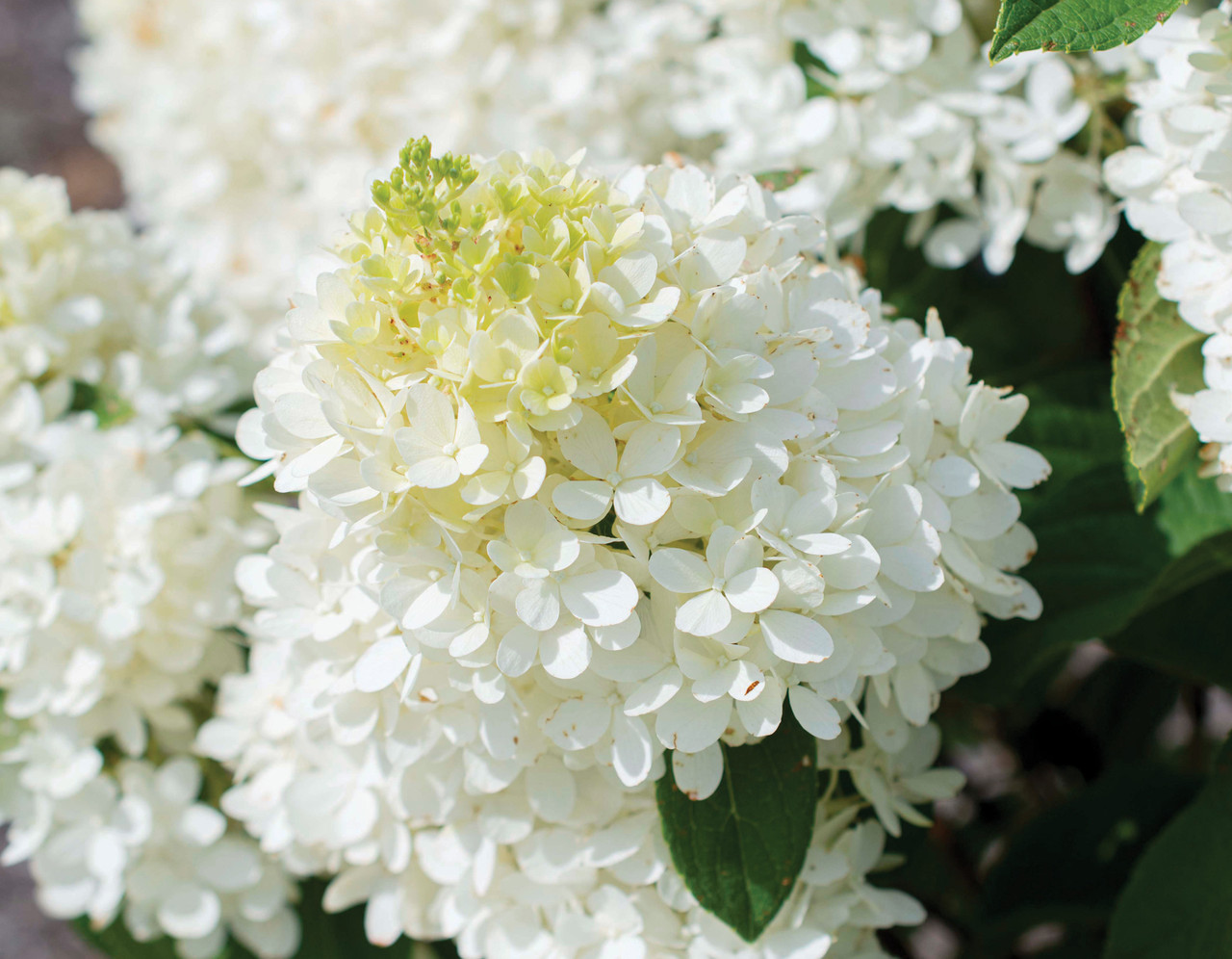 Hydrangea Sweet Starlight™ #3 - Cofer's Home & Garden