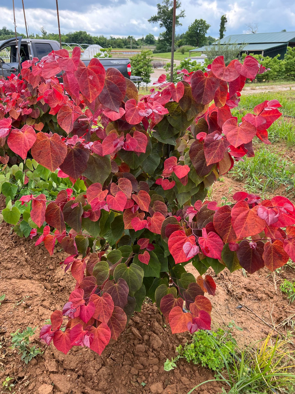 Redbud Hearts A'fire™ #5 - Cofer's Home & Garden