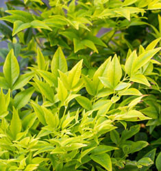 Nandina 'Lemon Lime' #3 - Cofer's Home & Garden
