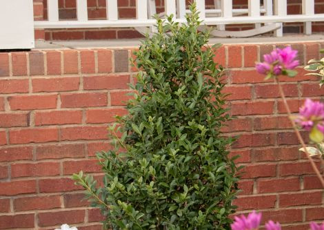 Holly Arrow Point® #7 - Cofer's Home & Garden