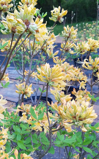 AZALEA NATIVE MY MARY #7 - Cofer's Home & Garden