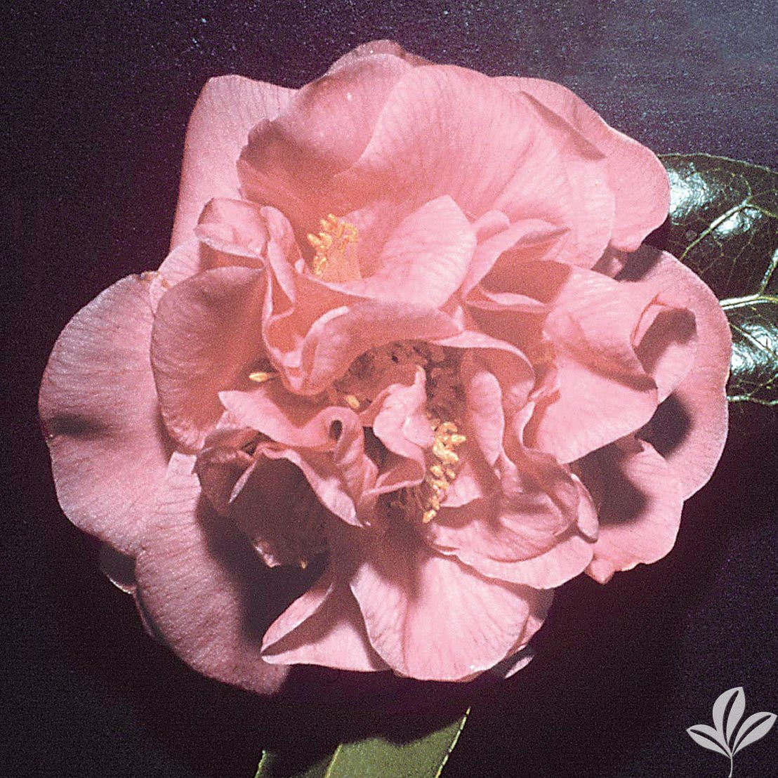 Camellia MRS LYMAN CLARKE 3 Gallon - Cofer's Home & Garden