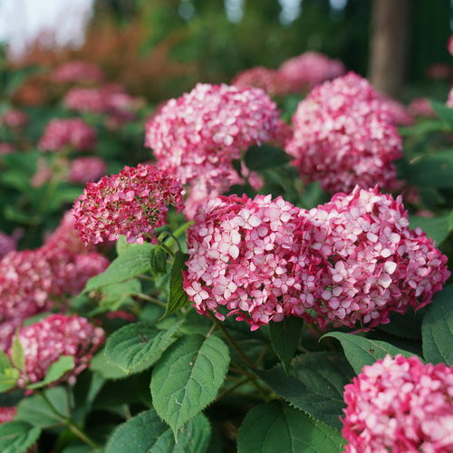 Hydrangea Invincibelle® Ruby #3 - Cofer's Home & Garden