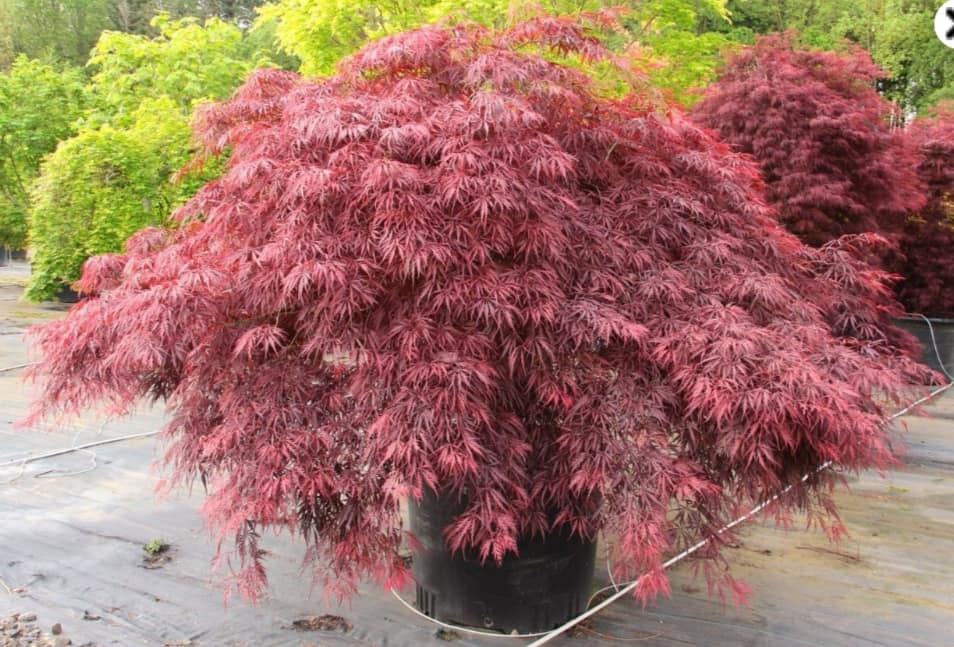 10 Gallon Japanese Maple