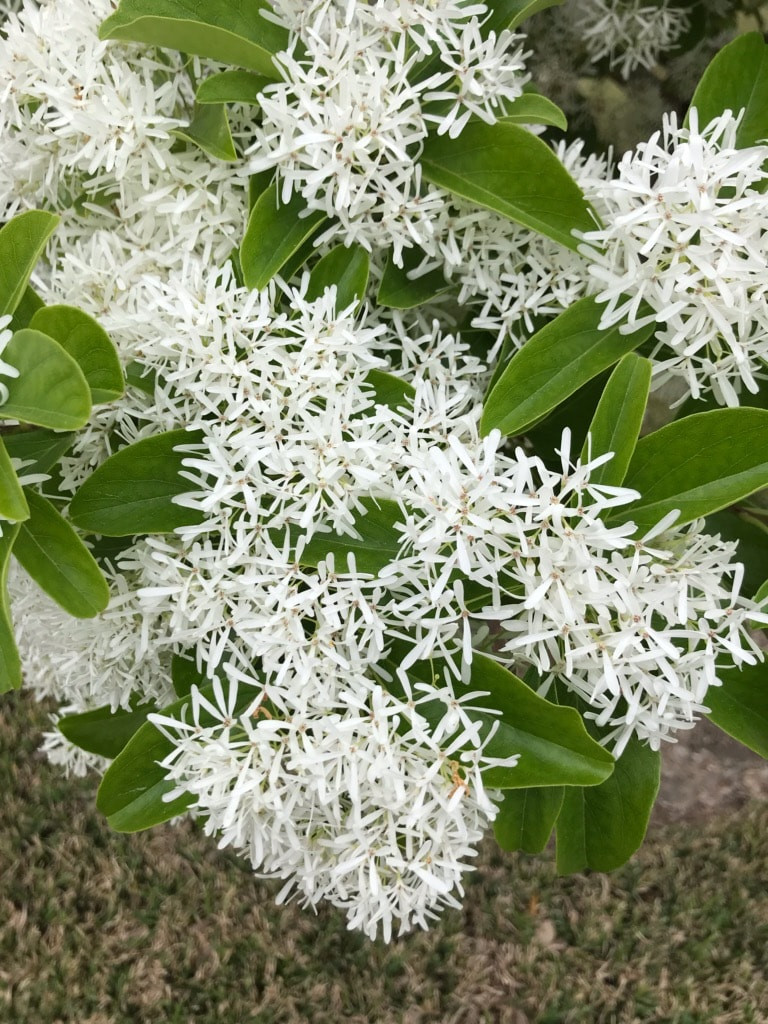 CHINESE FRINGE TREE #1 - Cofer's Home & Garden