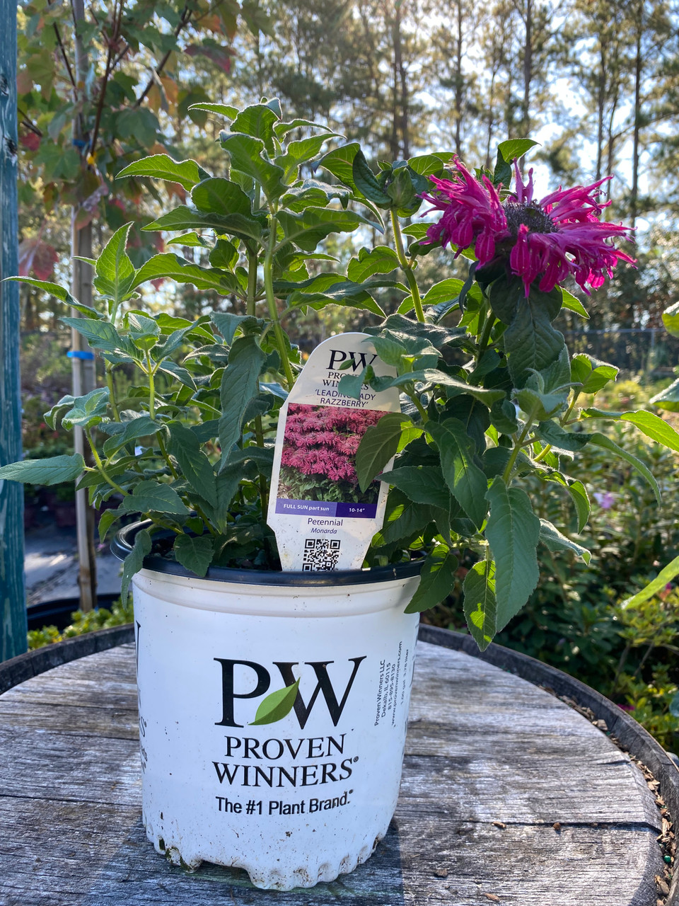 MONARDA HYBRID LEADING LADY RAZZBERRY PW #1 - Cofer's Home & Garden