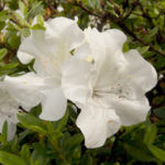 Encore® Azalea Autumn Ivory™ 3 Gallon - Cofer's Home & Garden