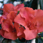 Encore® Azalea Autumn Embers™ 1 Gallon - Cofer's Home & Garden