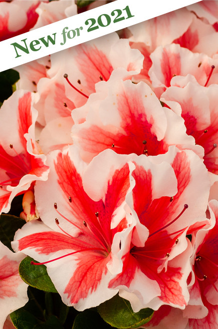 Encore® Azalea Autumn Starburst™ 1 Gallon - Cofer's Home & Garden