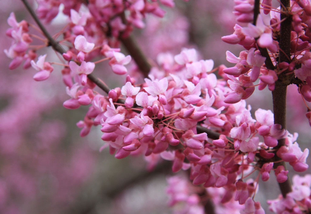 Redbud 'Eastern' 7 Gallon - Cofer's Home & Garden